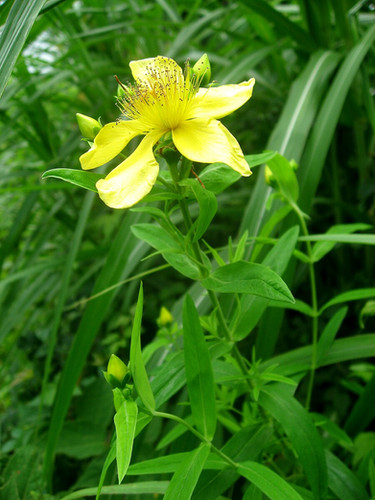 Hypericum ascyron (great St. John's wort) | Blue Stem Natives