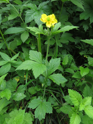 Geum aleppicum (yellow avens) | Blue Stem Natives