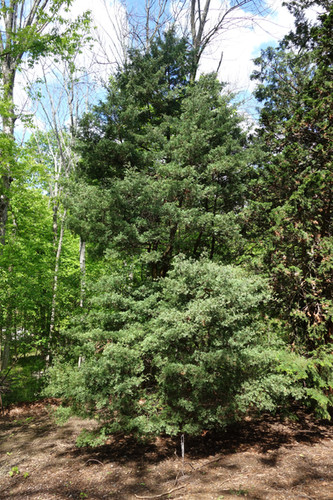 Chamaecyparis thyoides (Atlantic white cedar) | Blue Stem Natives