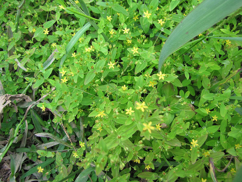 Hypericum Mutilum Dwarf St John S Wort Blue Stem Natives