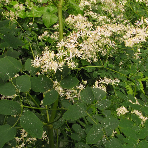 Thalictrum pubescens (tall meadow-rue) | Blue Stem Natives