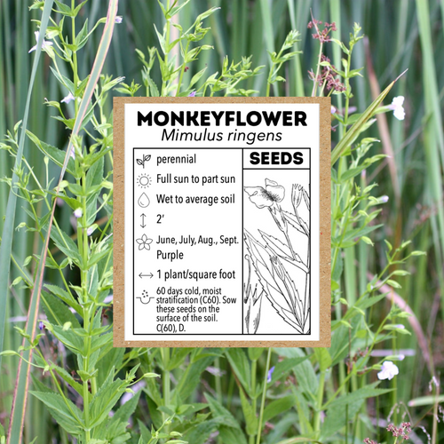 Seeds: Mimulus ringens (monkeyflower) | Blue Stem Natives