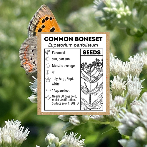 seeds: Eupatorium perfoliatum (Common boneset) | Blue Stem Natives
