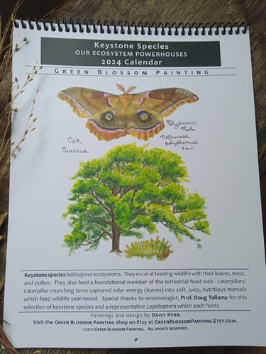 2024 calendar: Keystone Species | Blue Stem Natives
