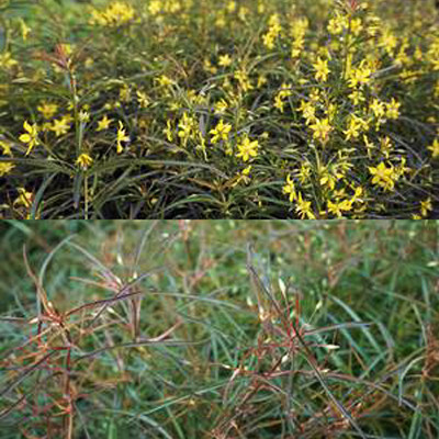 Lysimachia lanceolata v purpurea (Lance-leaf Loosestrife) | Blue Stem ...