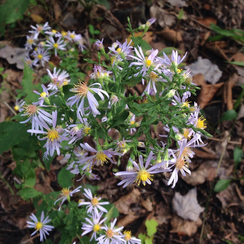 Symphyotrichum undulatum (wavy leaf aster) | Blue Stem Natives
