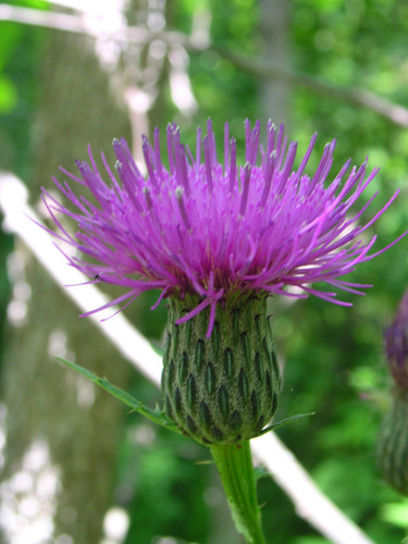 Cirsium muticum (swamp thistle) | Blue Stem Natives