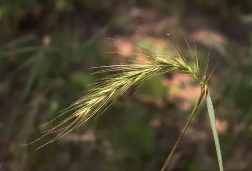 Elymus riparius (riverbank wild rye) | Blue Stem Natives