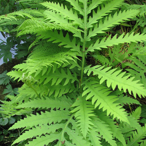 Onoclea sensibilis (Sensitive fern) | Blue Stem Natives