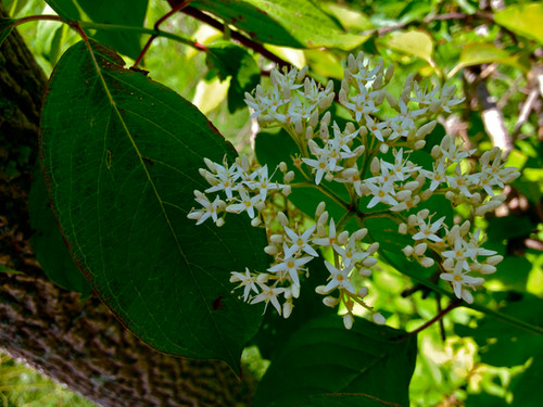 Swida amomum (silky dogwood) | Blue Stem Natives