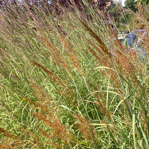 Sorghastrum nutans (yellow prairie grass) | Blue Stem Natives