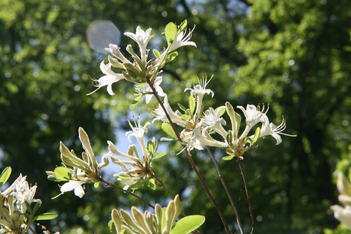 Azalea atlanticum (coastal azalea) | Blue Stem Natives