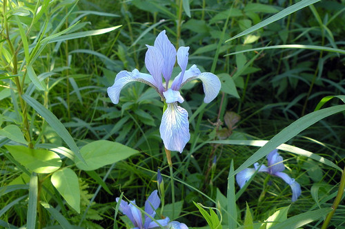 Iris prismatica (Slender blue iris) | Blue Stem Natives