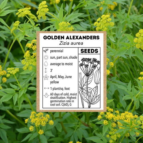 seeds: Zizia aurea (Golden Alexanders) | Blue Stem Natives