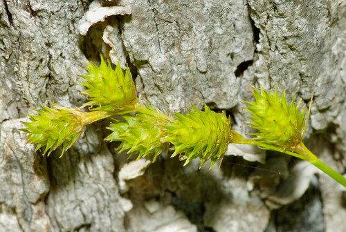 Carex tribuloides (blunt broom sedge) | Blue Stem Natives