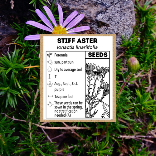 seeds: Ionactis linariifolia (stiff aster) | Blue Stem Natives