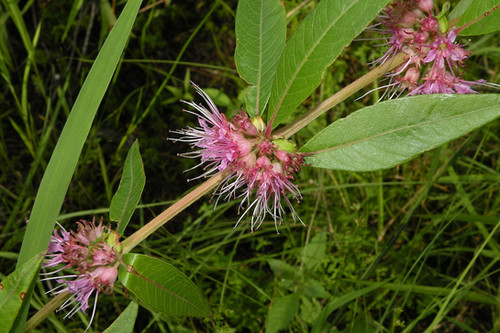 Decodon verticillatus (water willow) | Blue Stem Natives
