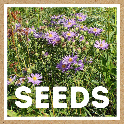 seeds: Eurybia spectabilis (showy aster) | Blue Stem Natives