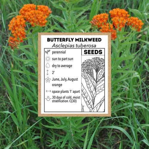seeds: Asclepias tuberosa (Butterfly milkweed) | Blue Stem Natives