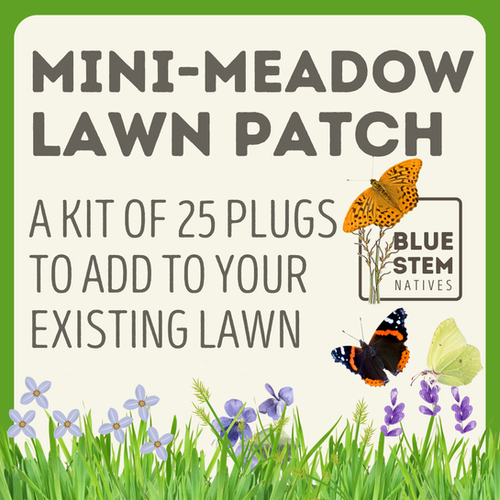 Mini-Meadow Lawn Patch Kit | Blue Stem Natives