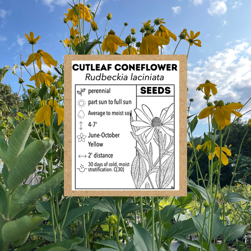 seeds: Rudbeckia laciniata (cutleaf coneflower) | Blue Stem Natives