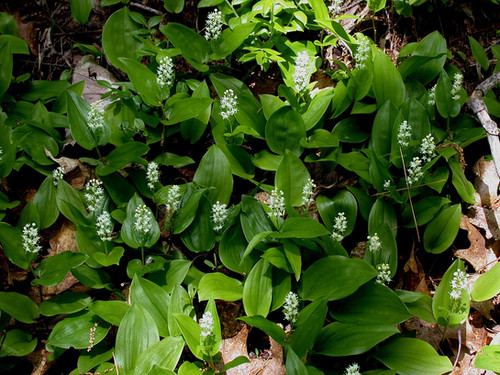 Maianthemum canadense (canada mayflower) | Blue Stem Natives
