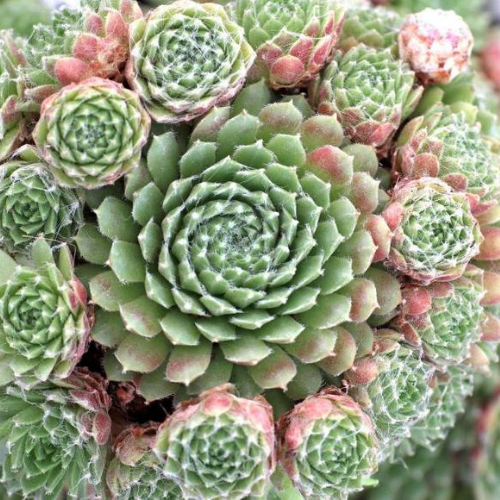 Sacred Geometry