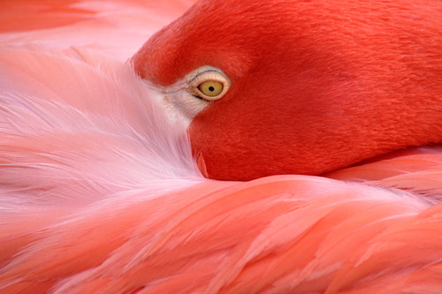 Flamingo - a photograph by Buck Ward | towergallery