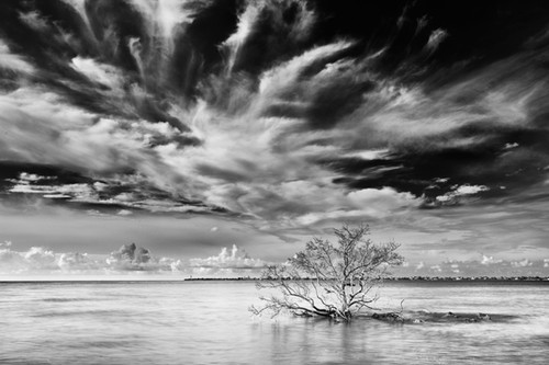 Sanibel Filigree - a photograph by Buck Ward | towergallery