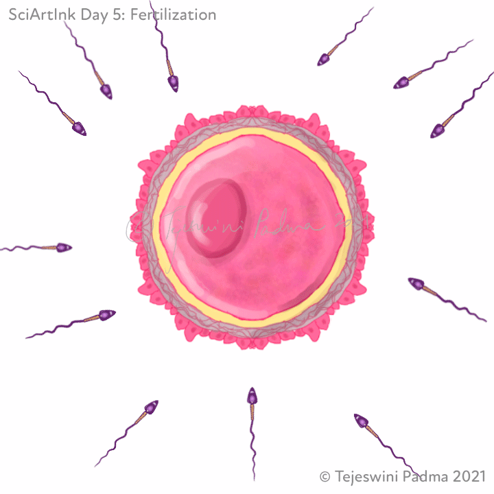 Inktober 2021 | TejeswiniPadma