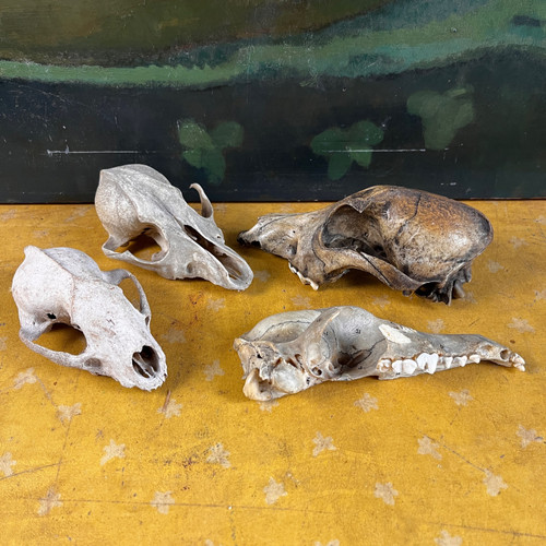 Collection of Antique Canis Skulls | Briggs & Oliver