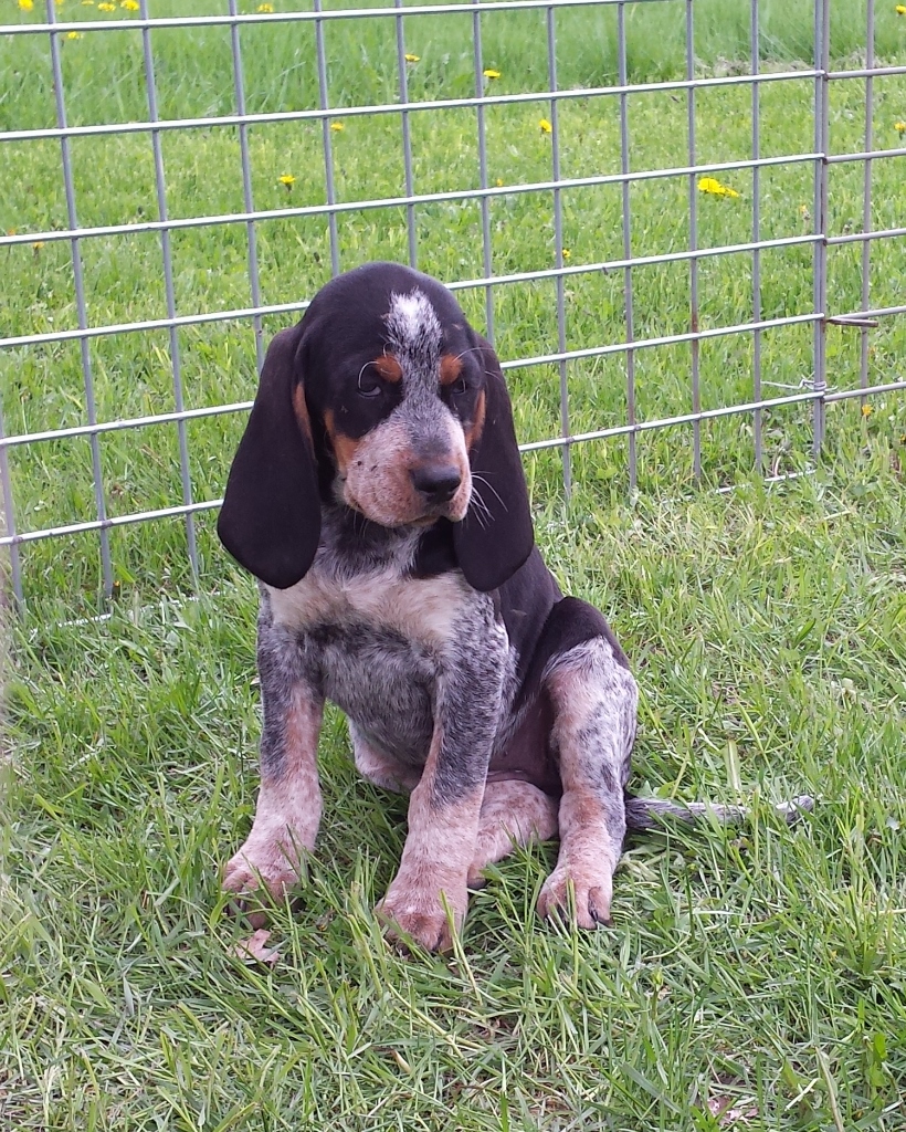 Bluetick Coonhound puppies for sale Ontario