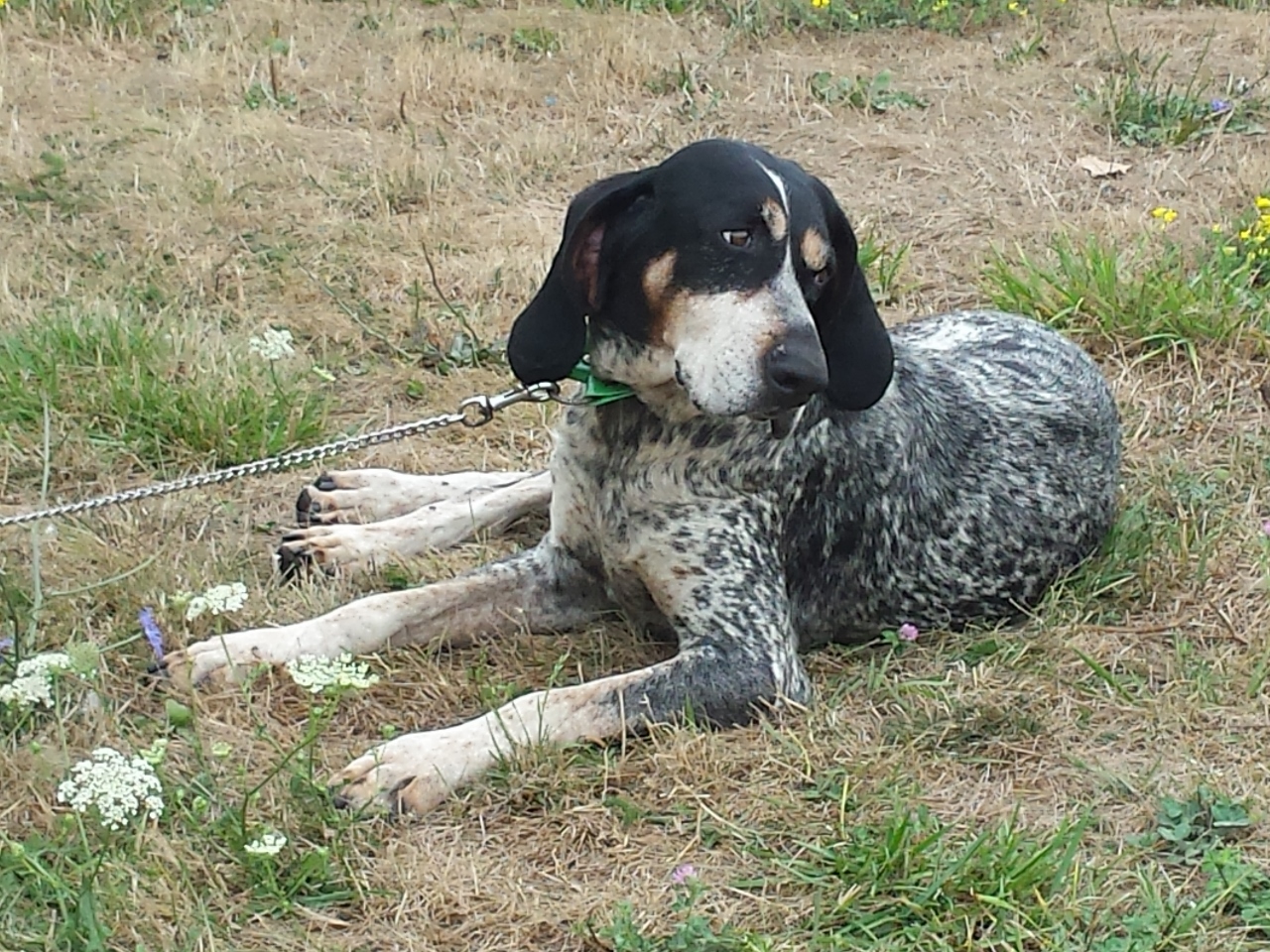 Bluetick Coonhound puppies for sale Ontario