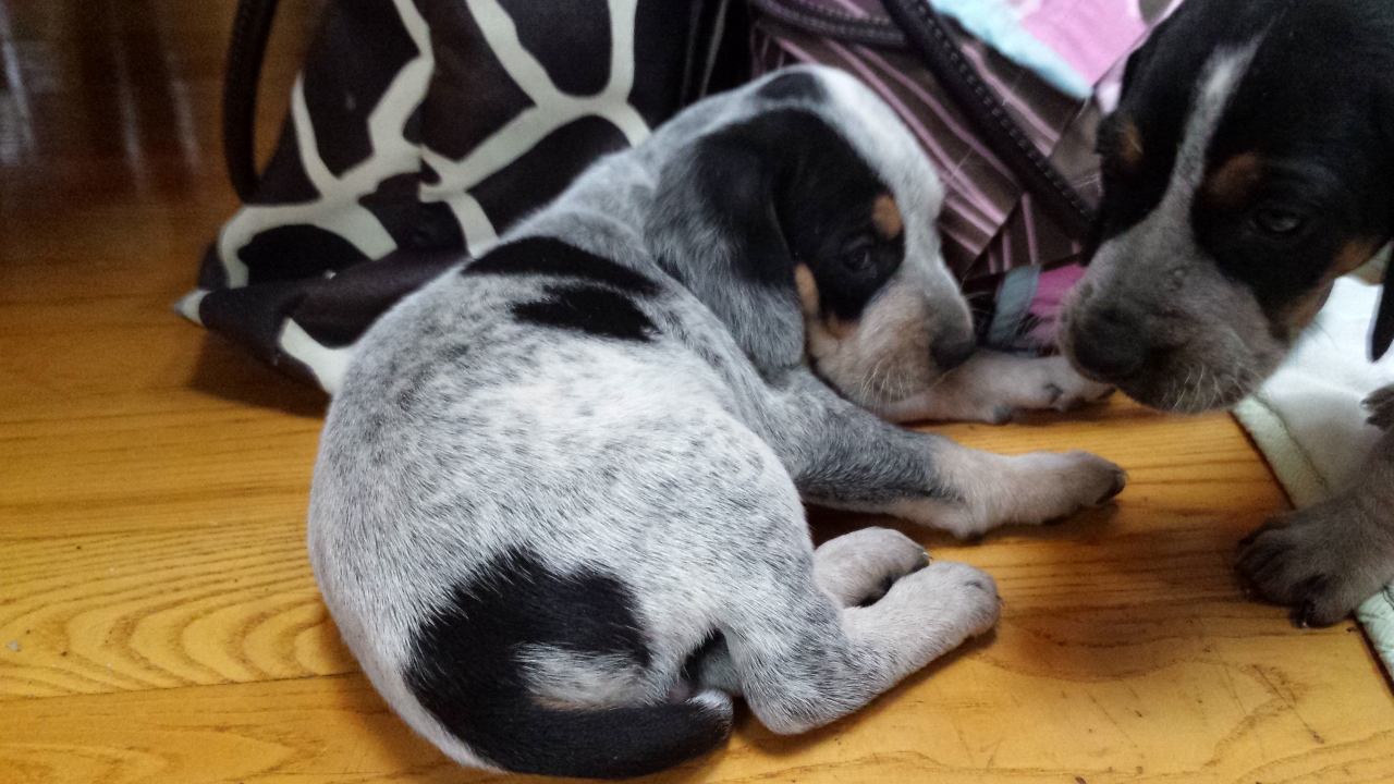 Bluetick Coonhound puppies for sale Ontario