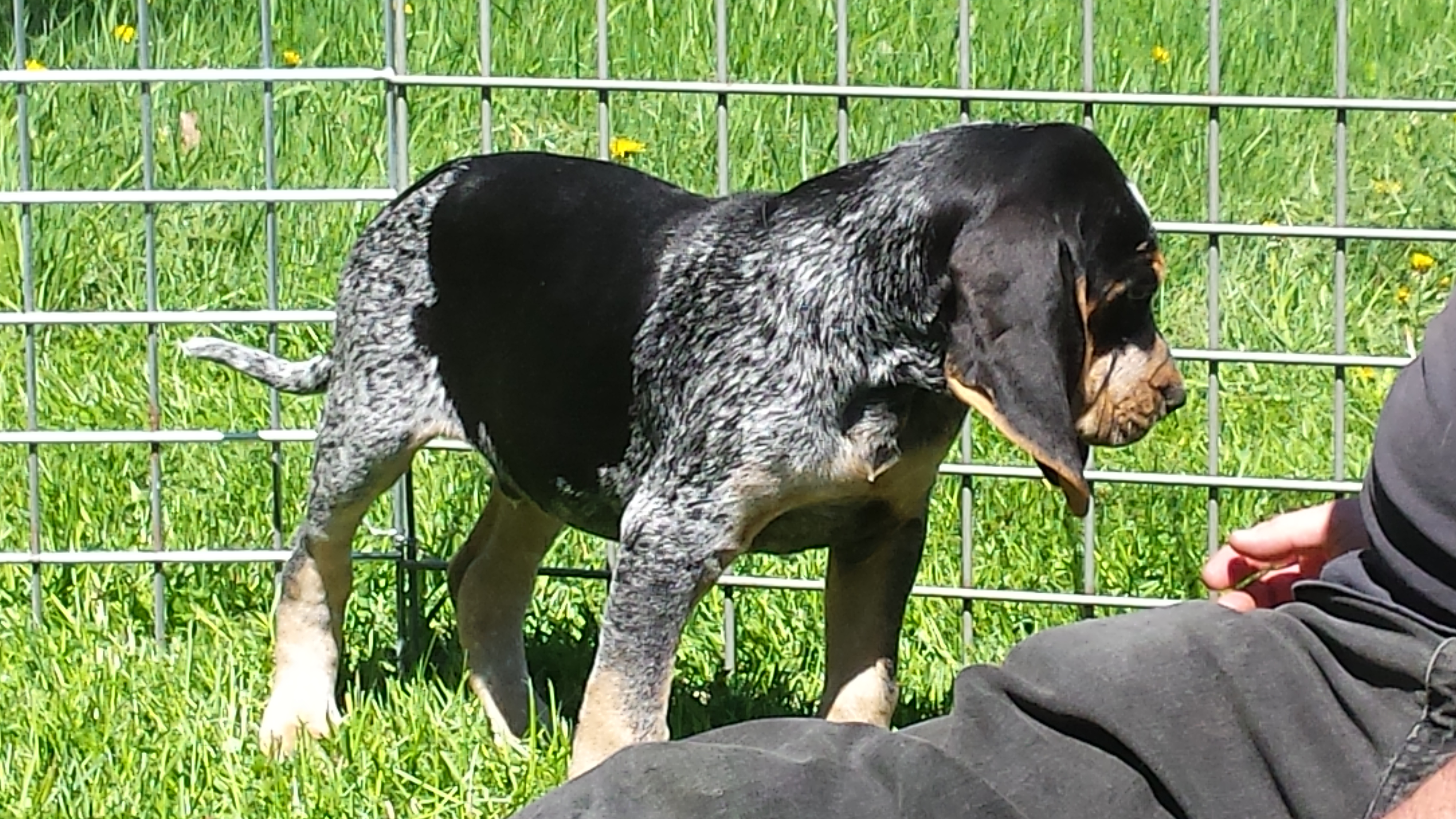 Bluetick Coonhound puppies for sale Ontario