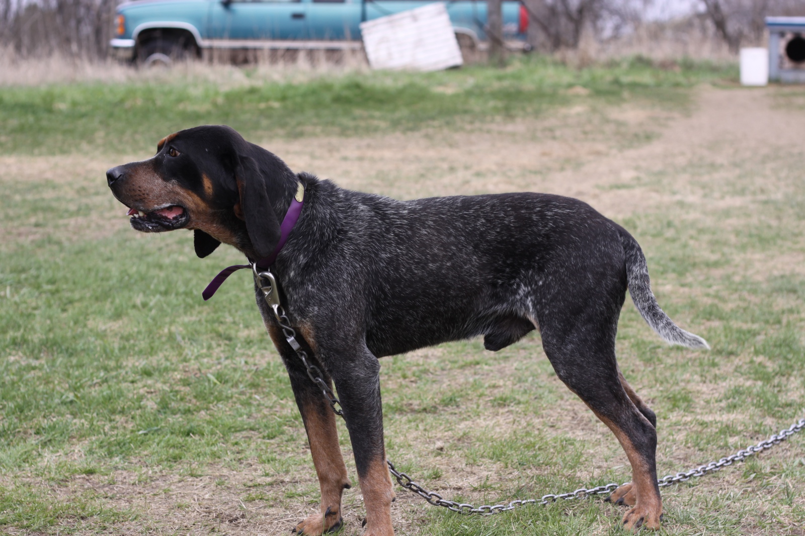 Bluetick Coonhound puppies for sale Ontario
