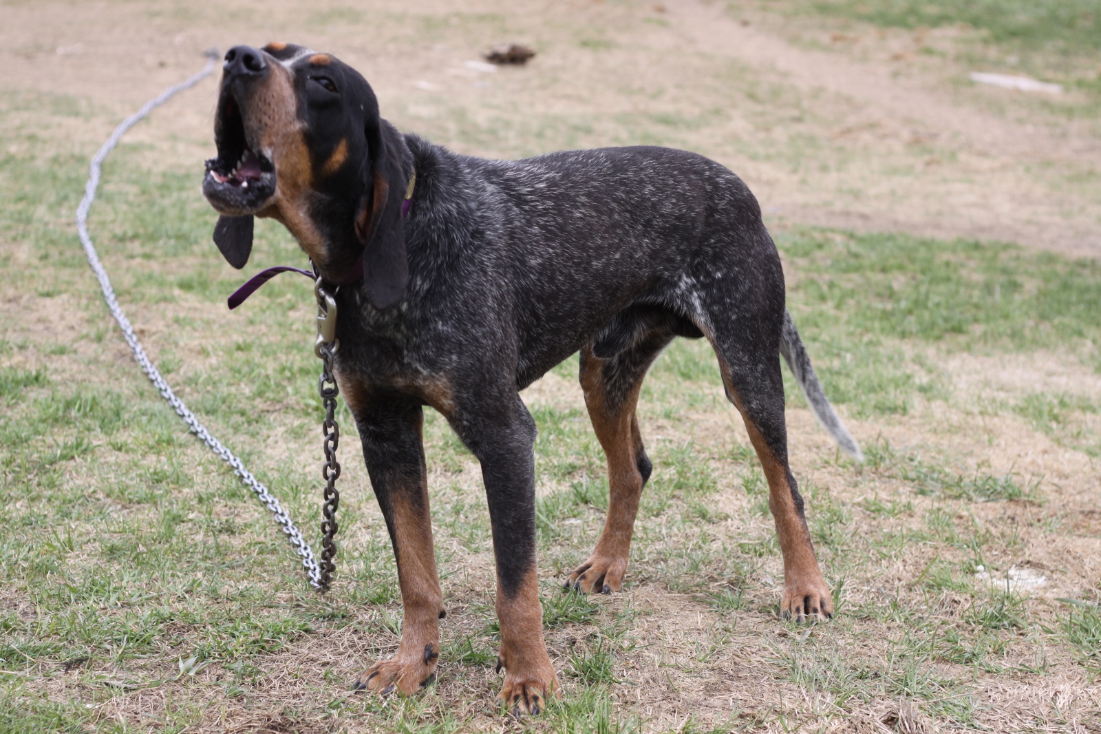 Bluetick Coonhound puppies for sale Ontario