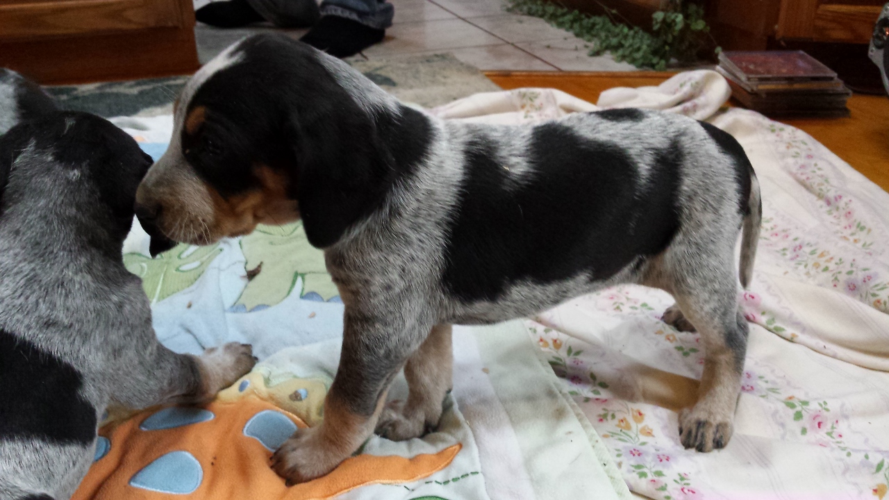 Bluetick Coonhound puppies for sale Ontario
