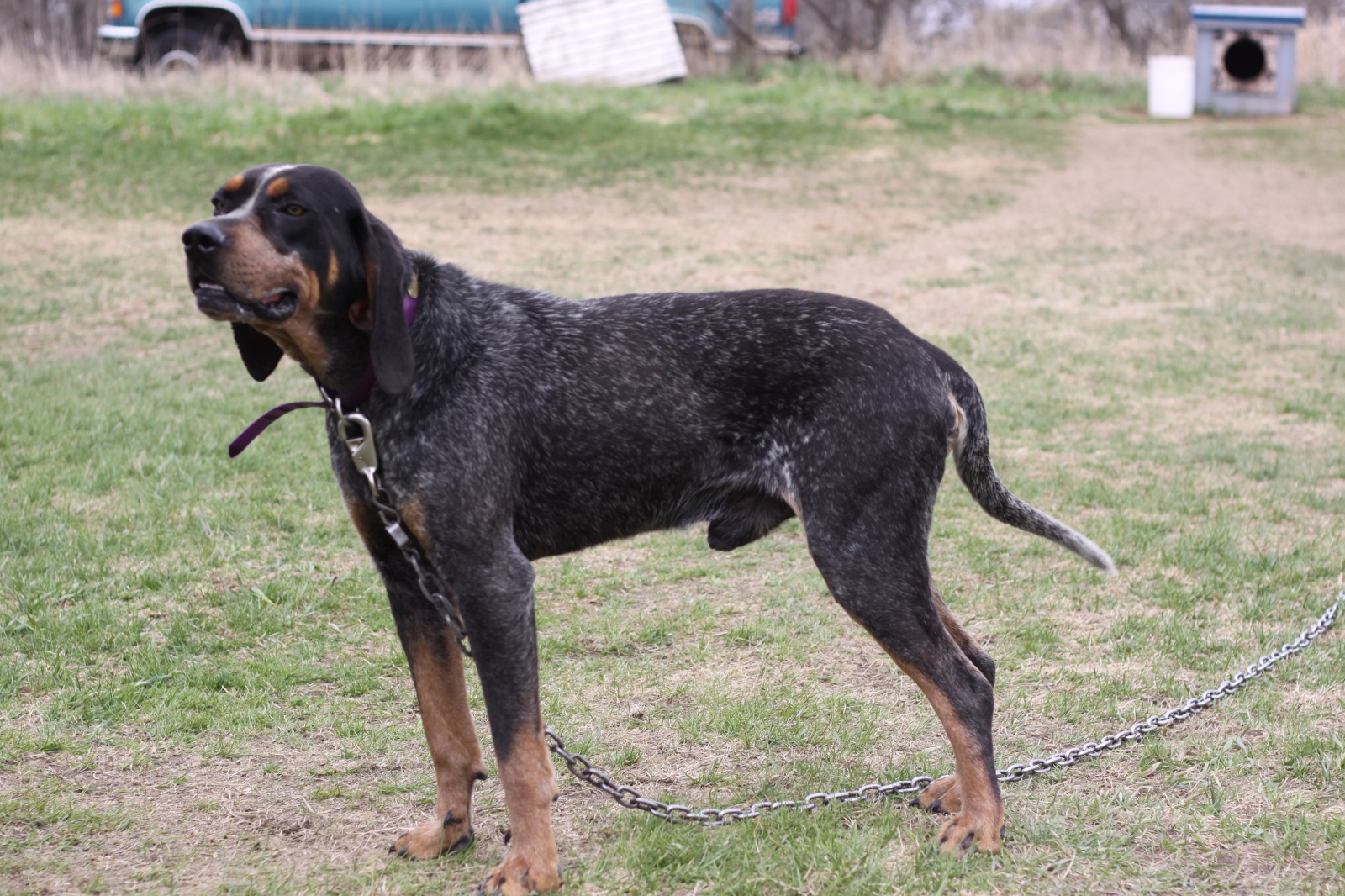 Bluetick Coonhound puppies for sale Ontario