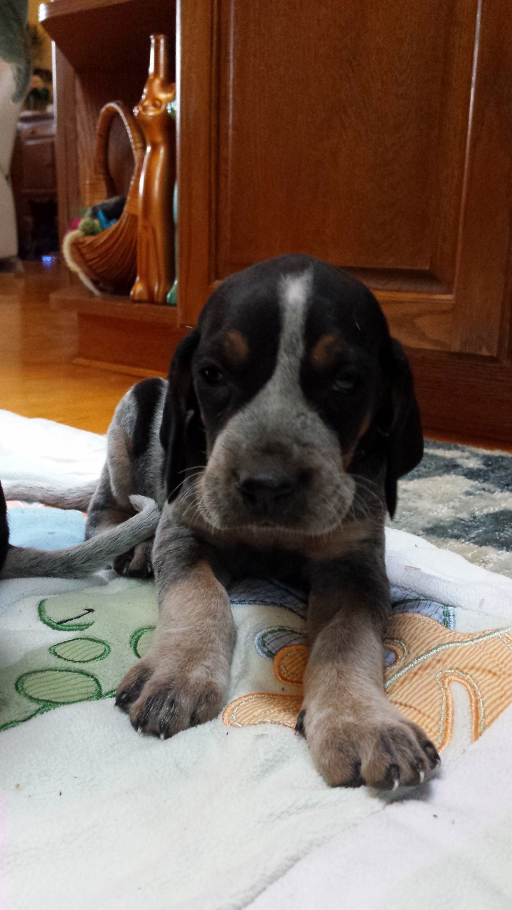 Bluetick Coonhound puppies for sale Ontario
