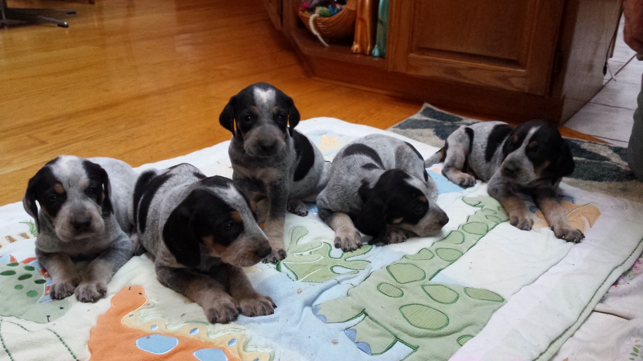 Bluetick Coonhound puppies for sale Ontario