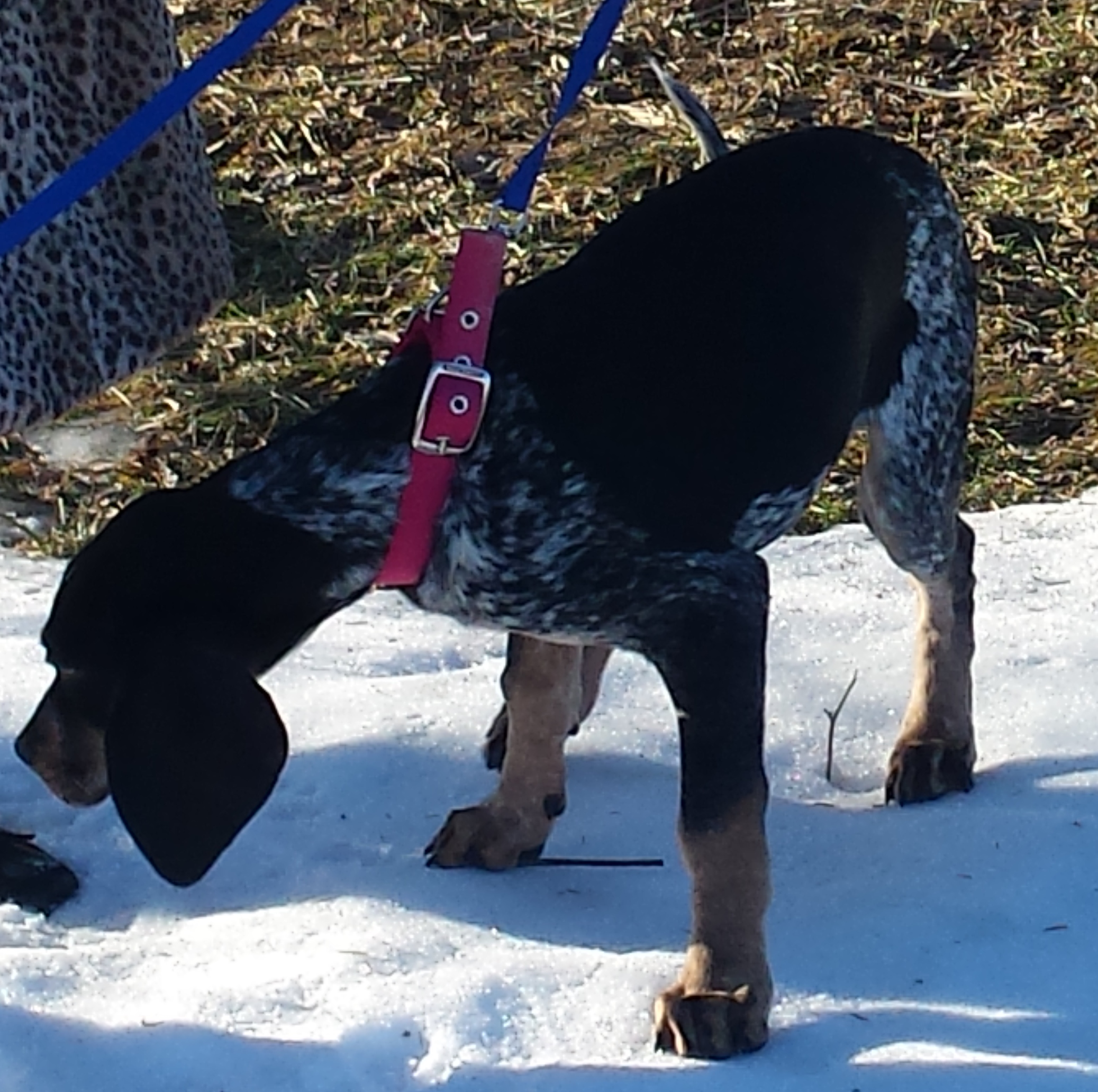Bluetick Coonhound puppies for sale Ontario