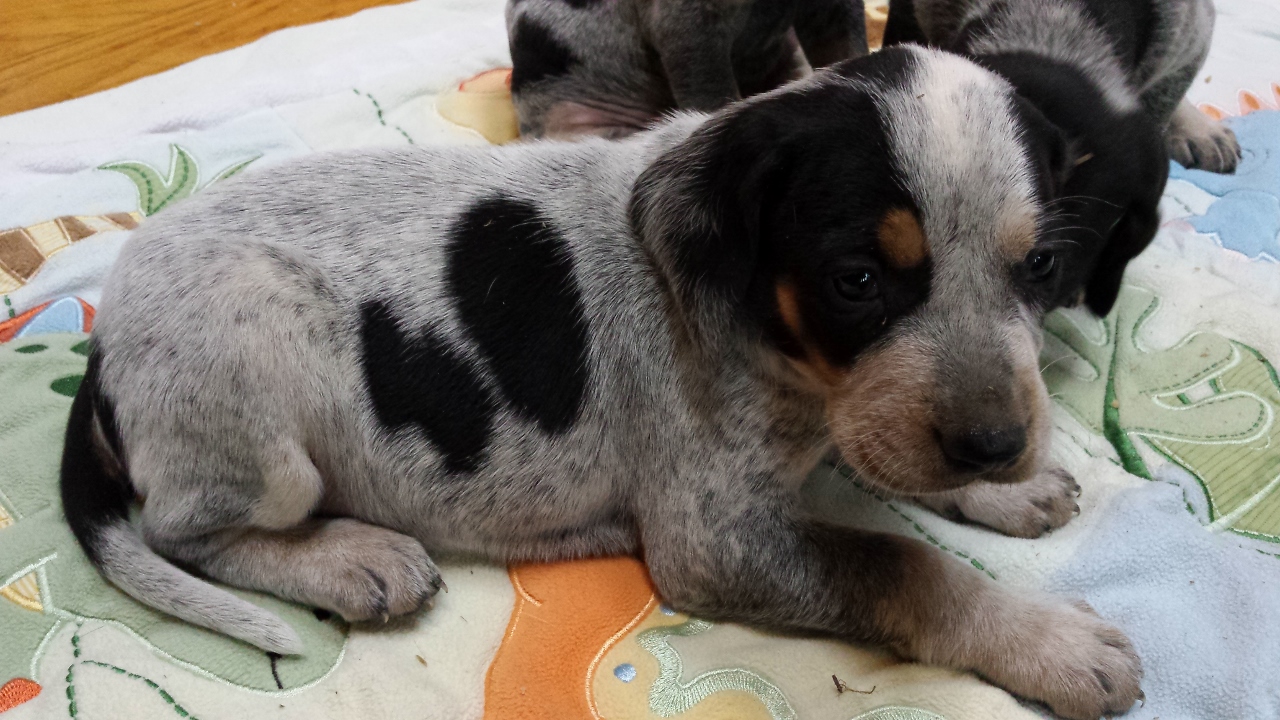 Bluetick Coonhound puppies for sale Ontario