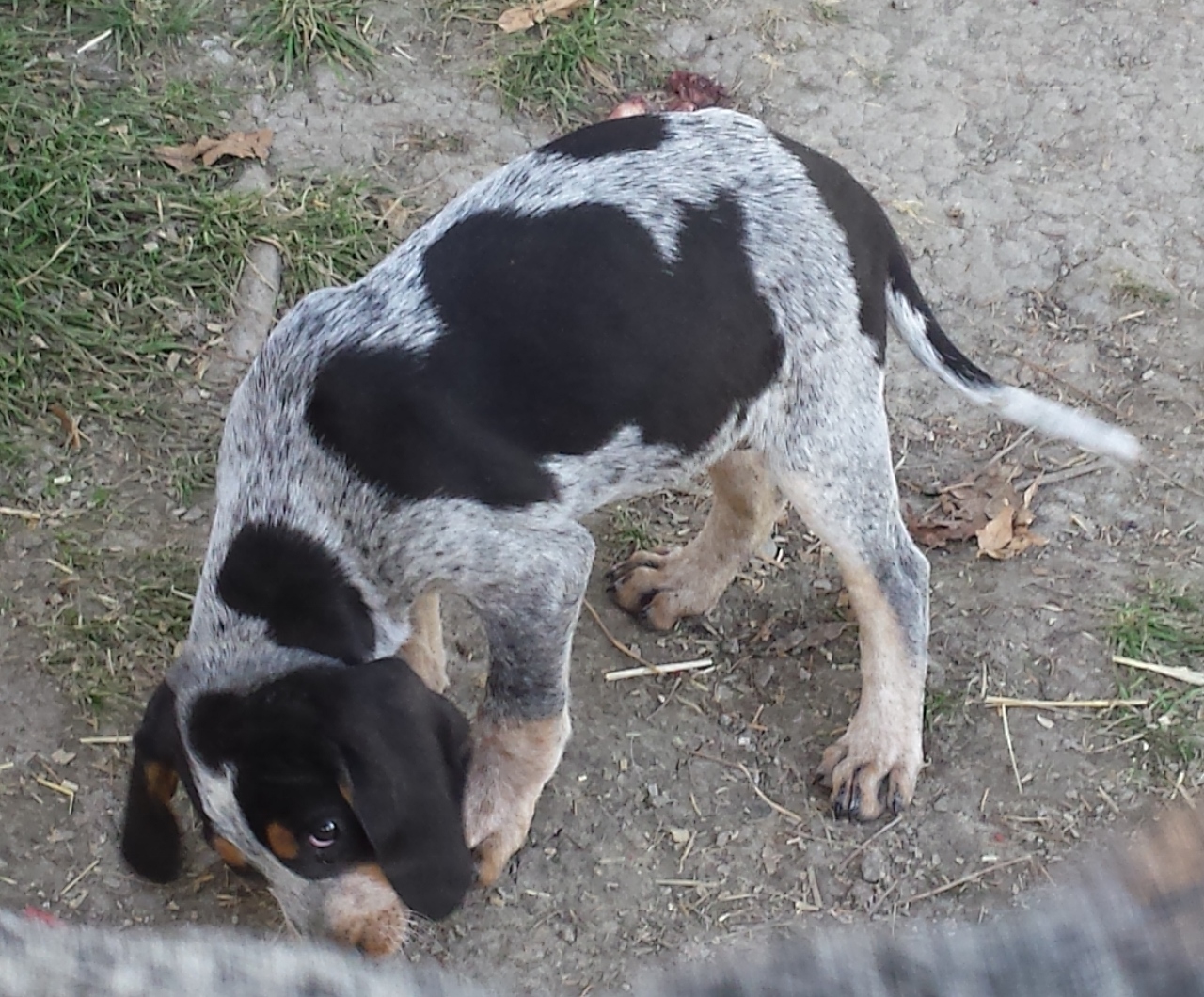 Bluetick Coonhound puppies for sale Ontario