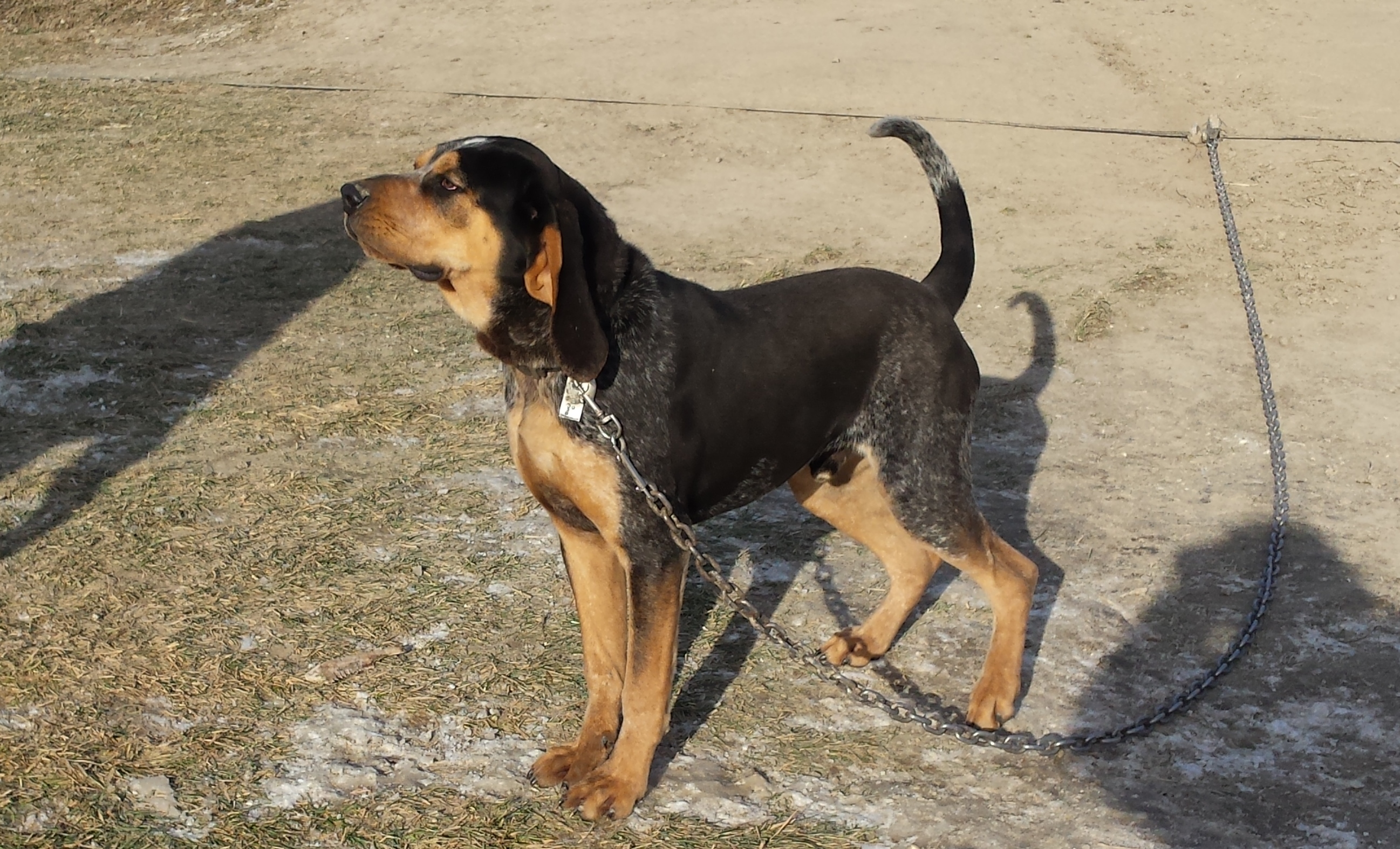 Bluetick Coonhound puppies for sale Ontario