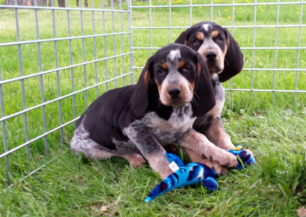 Bluetick Coonhound puppies for sale Ontario