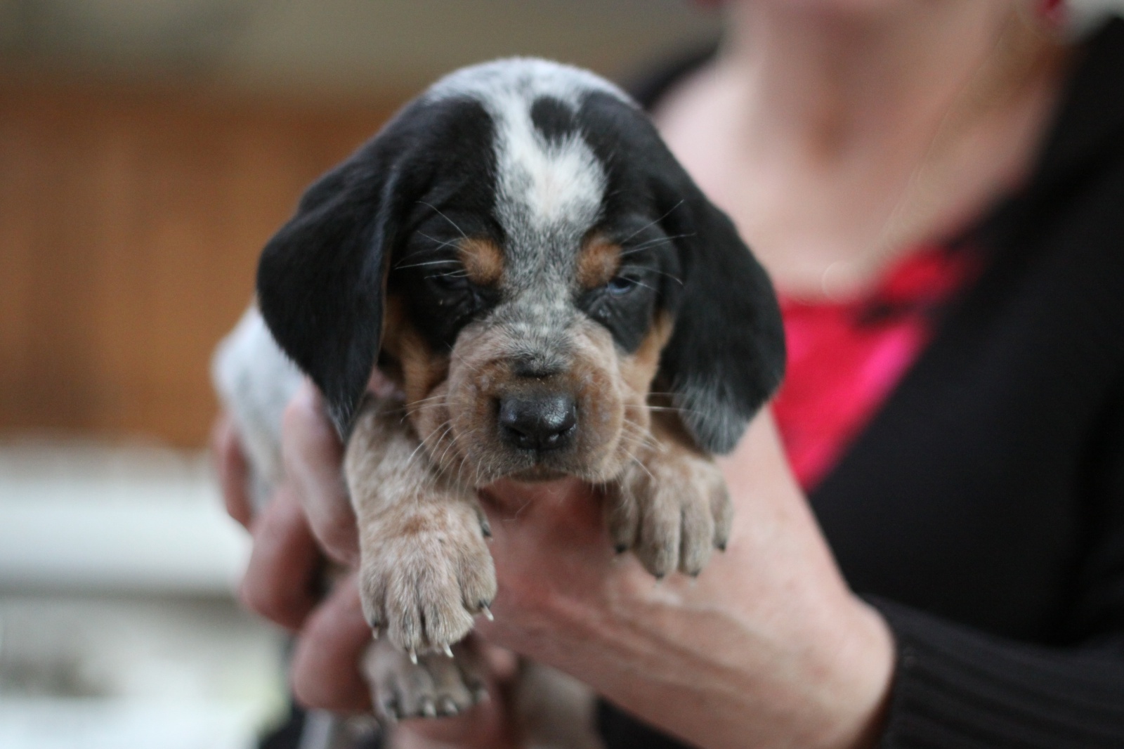 Bluetick Coonhound puppies for sale Ontario