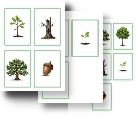 Sequencing Cards - Cut and Order the Pictures - Oak Tree | Acorns to ...