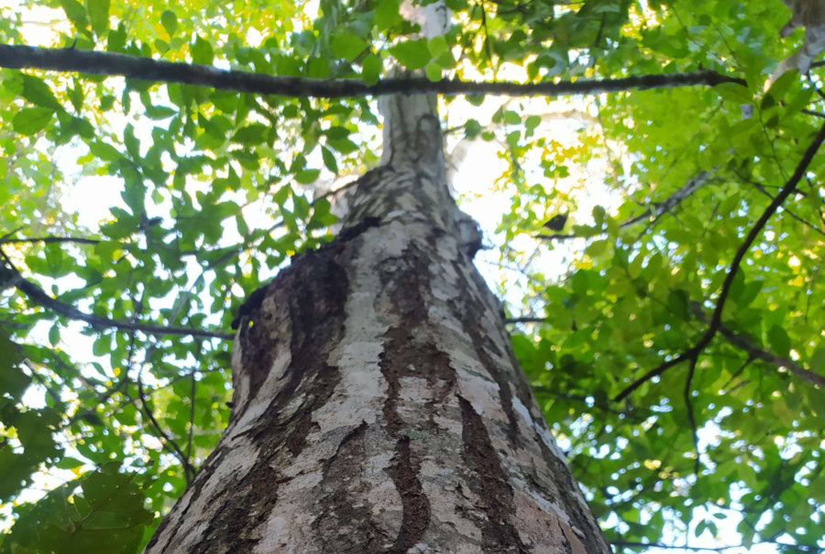 Cedro (Cedrela odorata)