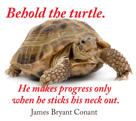 behold the tortoise